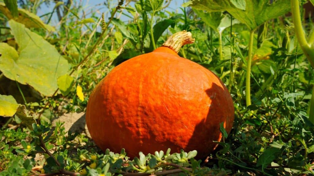 50+ Types Of Pumpkins: A Guide To Varieties And Uses