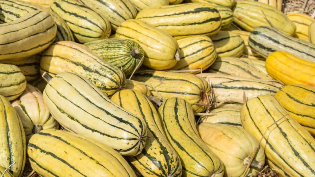 50+ Types Of Pumpkins: A Guide To Varieties And Uses