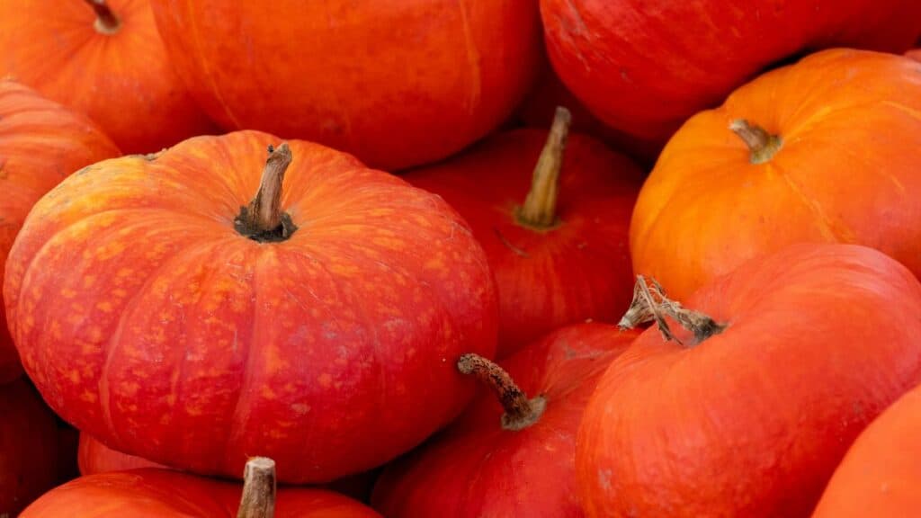 50+ Types Of Pumpkins: A Guide To Varieties And Uses