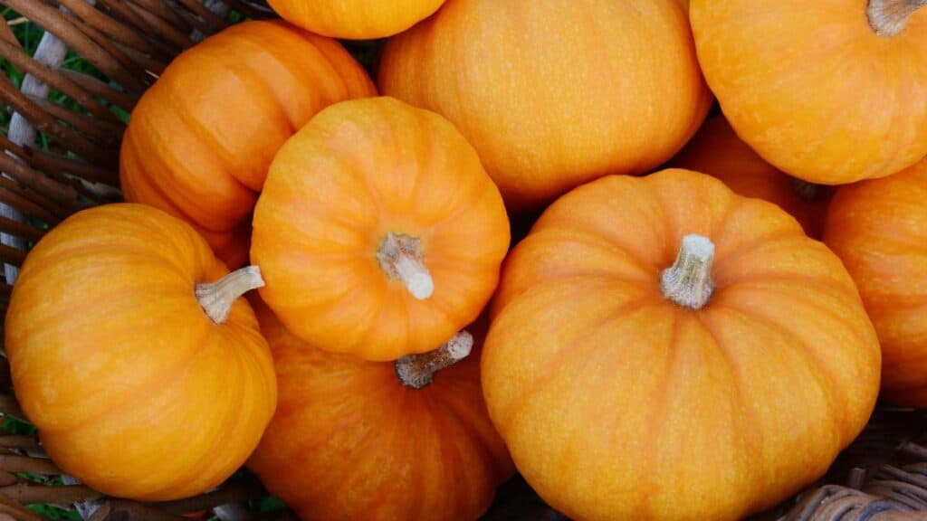 50+ Types Of Pumpkins: A Guide To Varieties And Uses