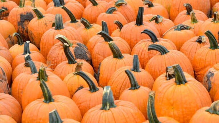 50+ Types Of Pumpkins: A Guide To Varieties And Uses