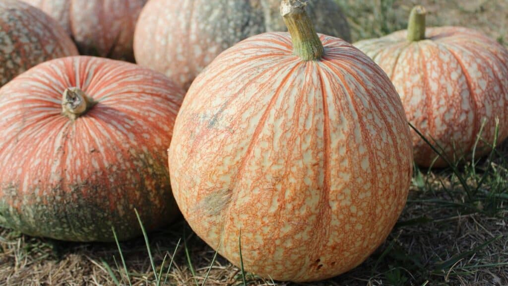 50+ Types Of Pumpkins: A Guide To Varieties And Uses