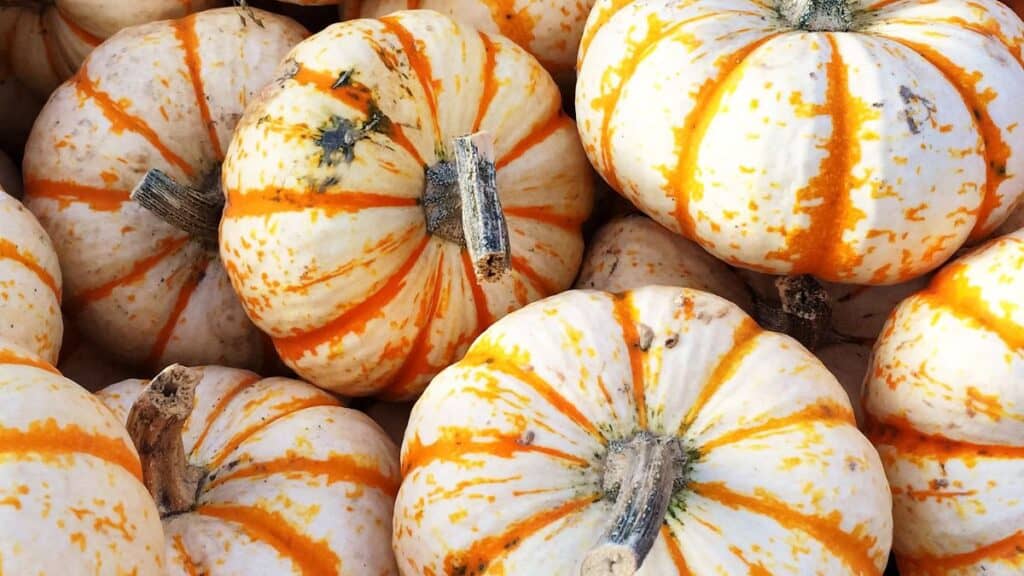 50+ Types Of Pumpkins: A Guide To Varieties And Uses