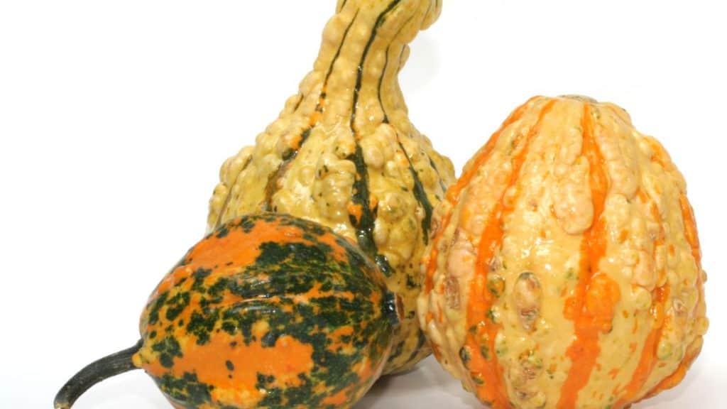 50+ Types Of Pumpkins: A Guide To Varieties And Uses